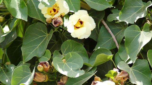 புயலைத் தாங்கும் பூவரச மரம்..! | Poovarasu tree can withstand the cyclones