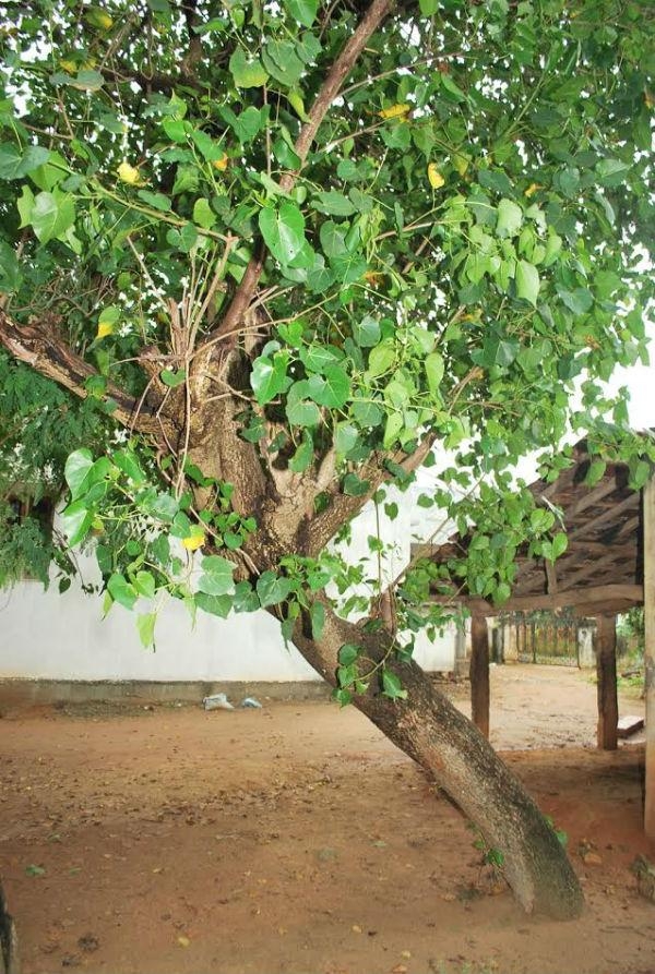 புயலைத் தாங்கும் பூவரச மரம்..! | Poovarasu tree can withstand the cyclones