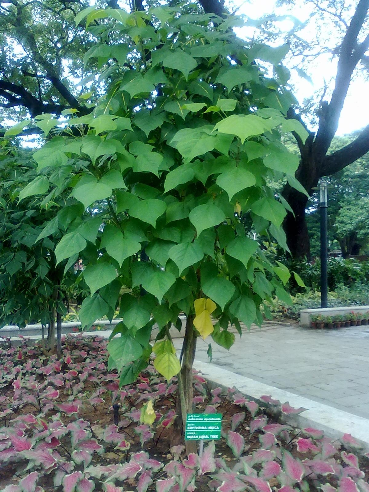 எடை குறைக்கும், கர்ப்பப்பை பிரச்னை தீர்க்கும்... கணக்கில்லா பலன்கள் ...